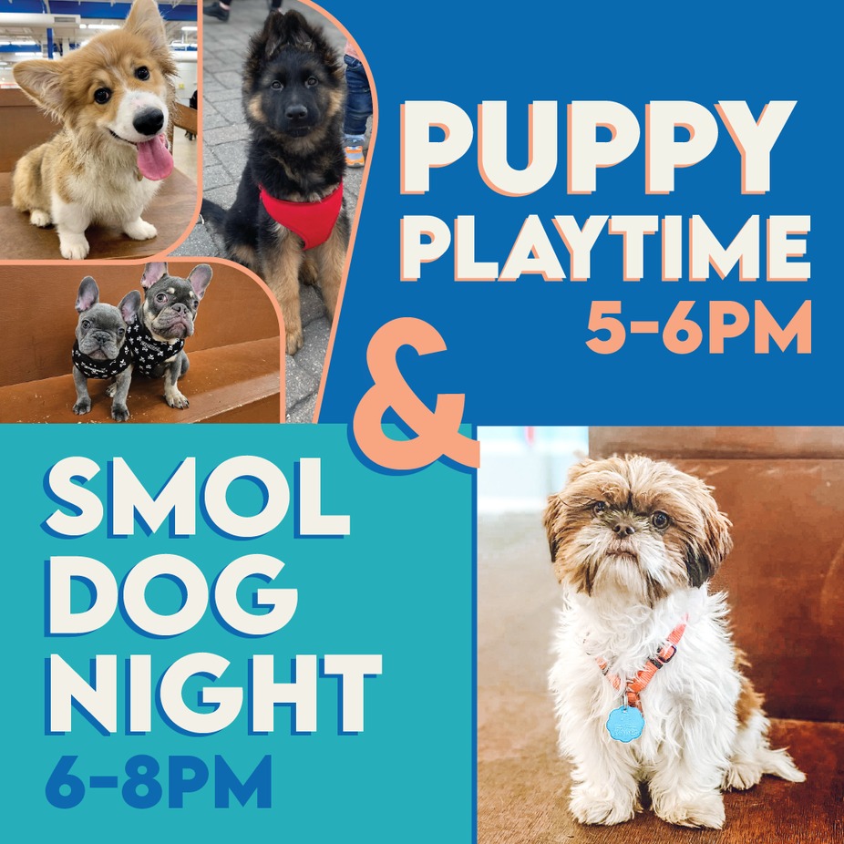 Puppy Playtime & Smol Dog Night at Unleashed Hounds and Hops | Sidewalk ...