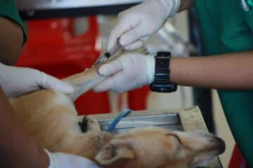 A Veterinary Assistant’s Guide: DHLPP Vaccine | Sidewalk Dog